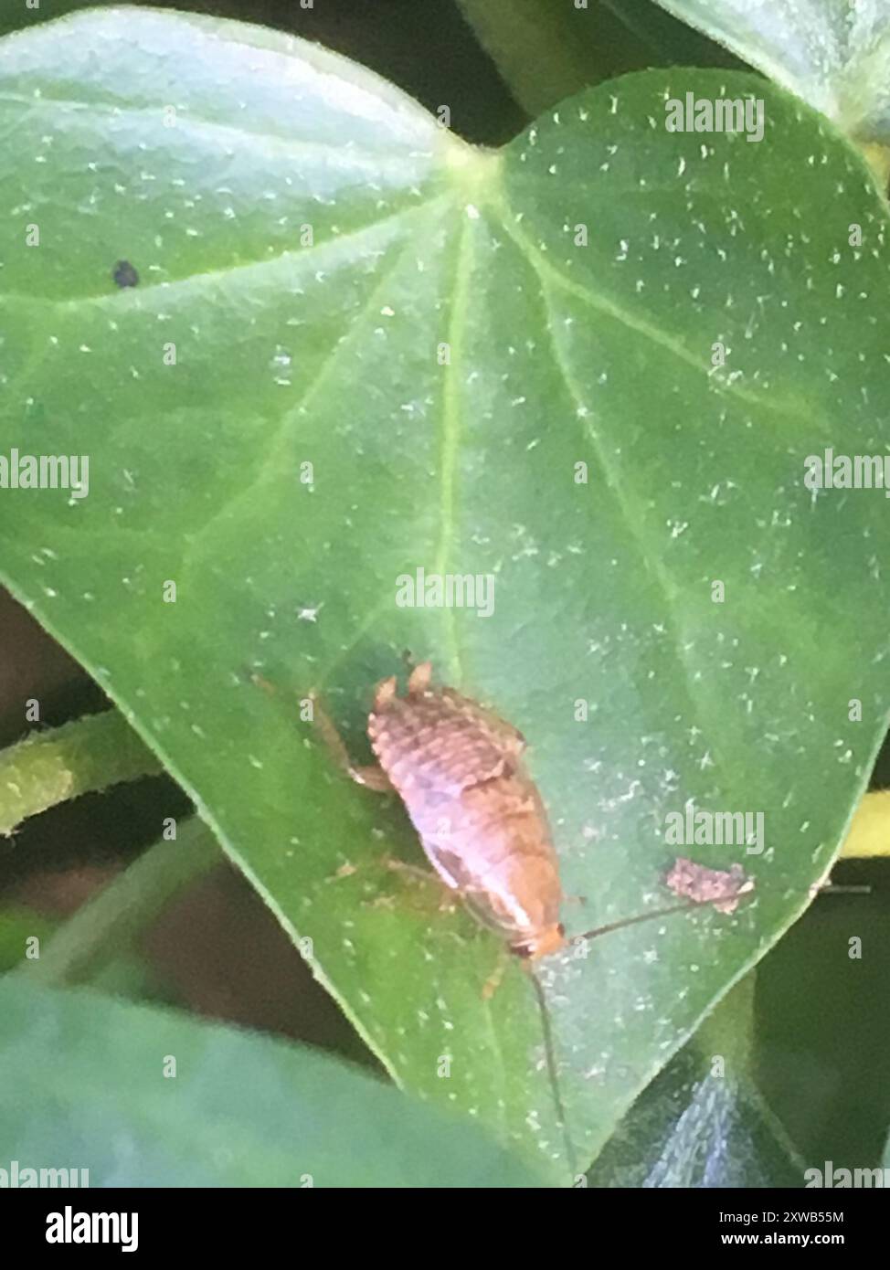 Amber Wood Cockroach (Ectobius vittiventris) Insecta Stock Photo - Alamy