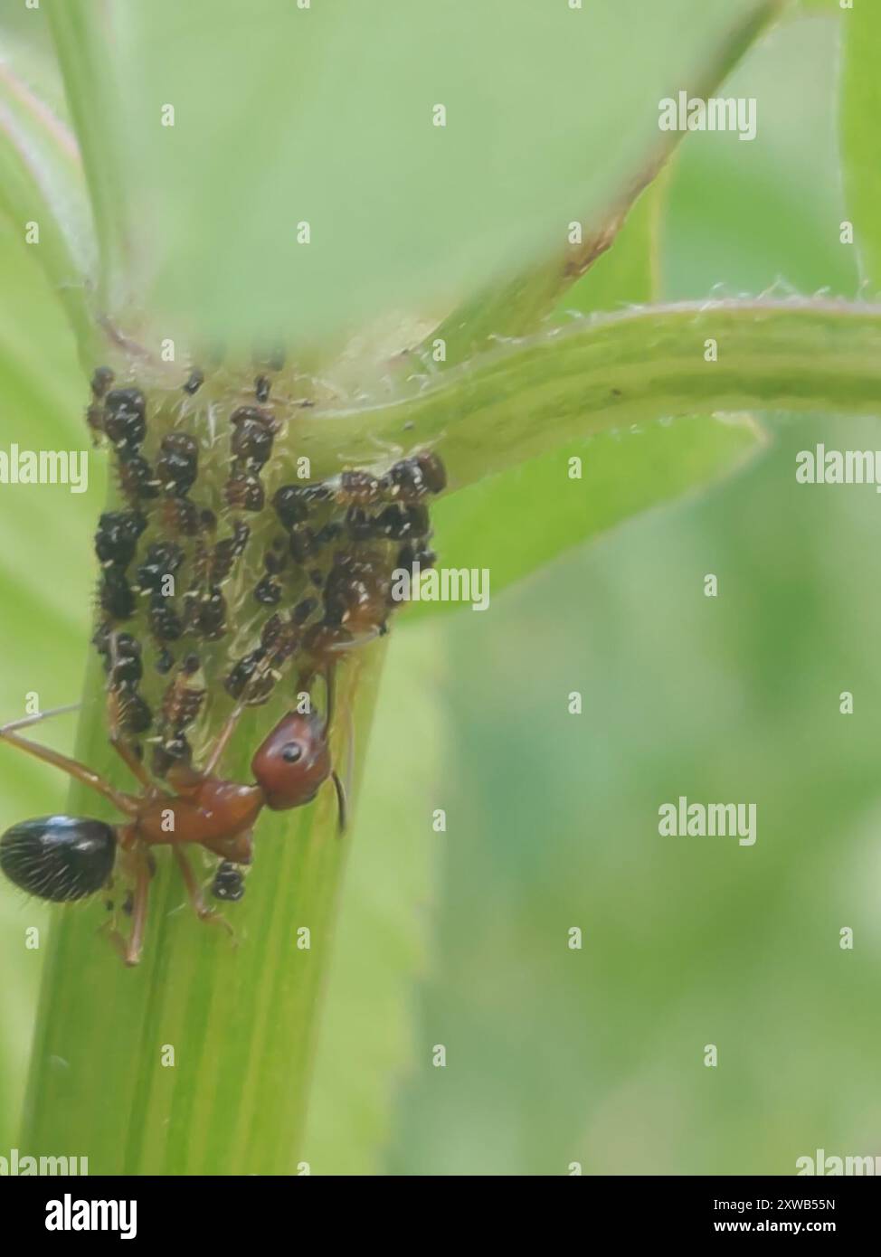 Keeled Treehopper (Entylia carinata) Insecta Stock Photo - Alamy
