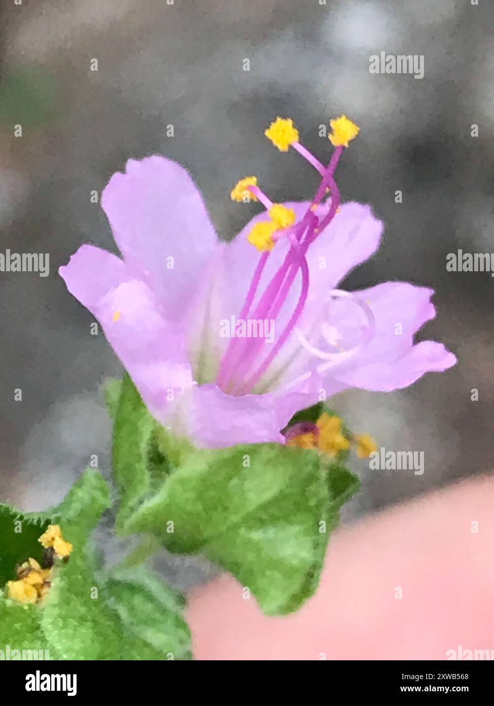White Four o'Clock (Mirabilis albida) Plantae Stock Photo - Alamy