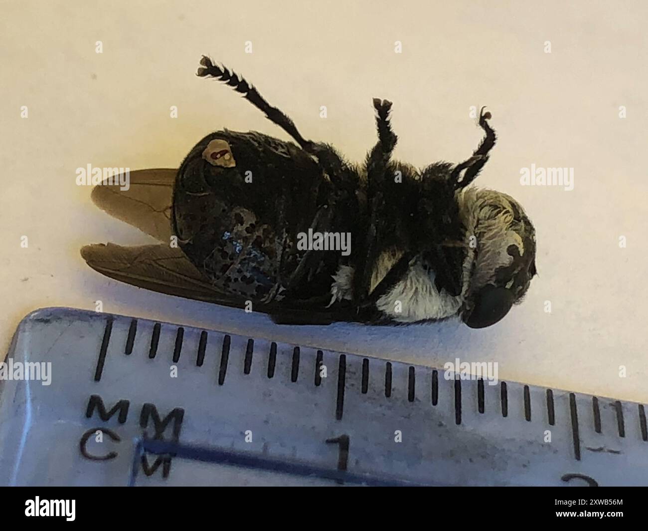 Bot flies hi-res stock photography and images - Alamy