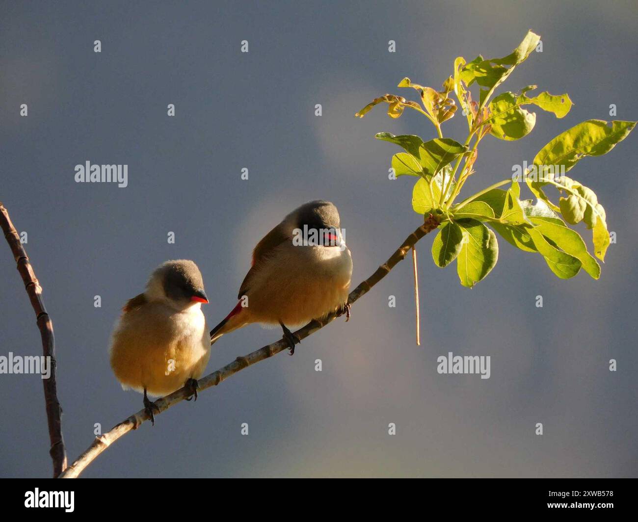 Coccopygia hi-res stock photography and images - Alamy