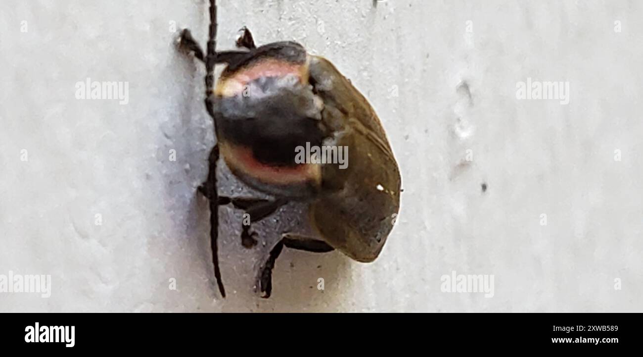 Diurnal Fireflies (Ellychnia) Insecta Stock Photo - Alamy