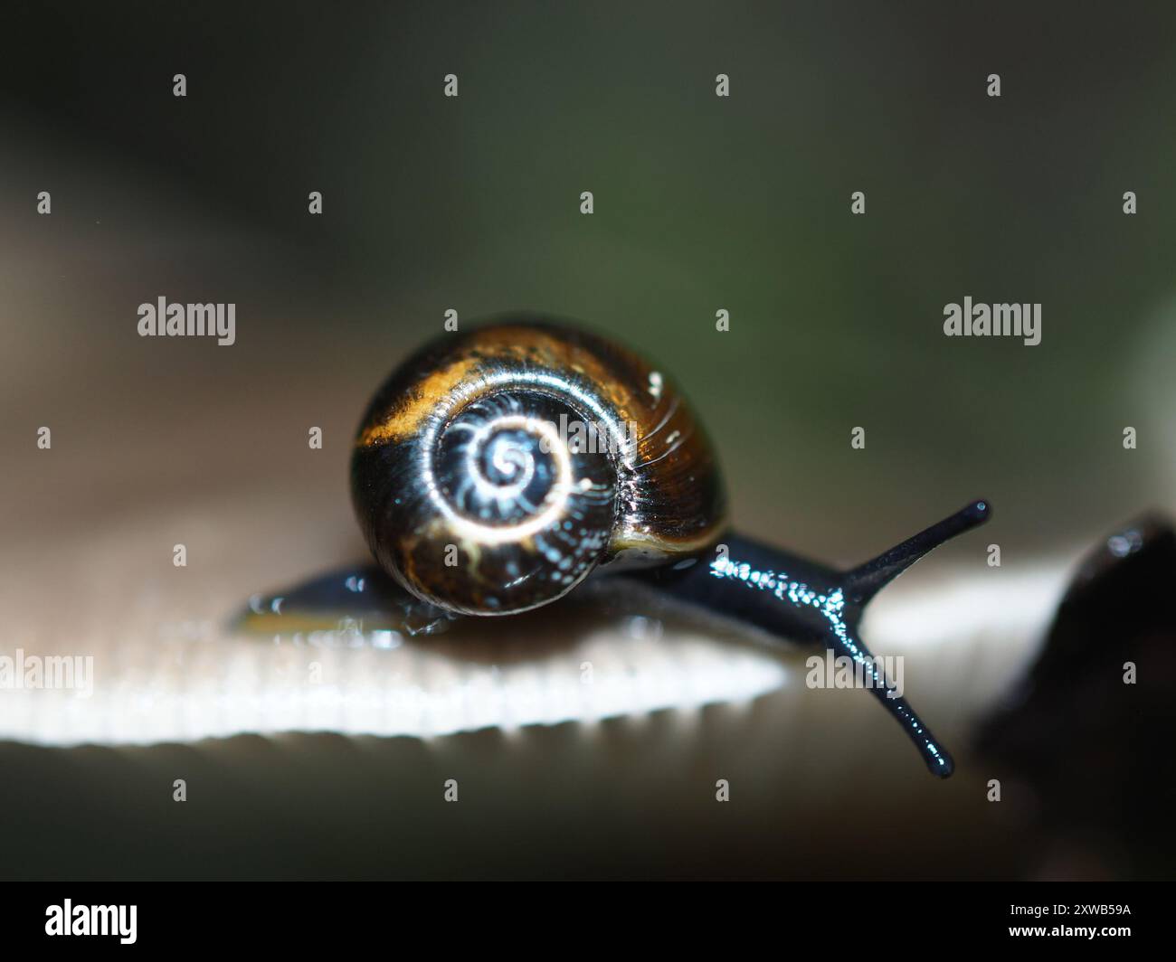 Gastropods (Gastropoda) Mollusca Stock Photo - Alamy