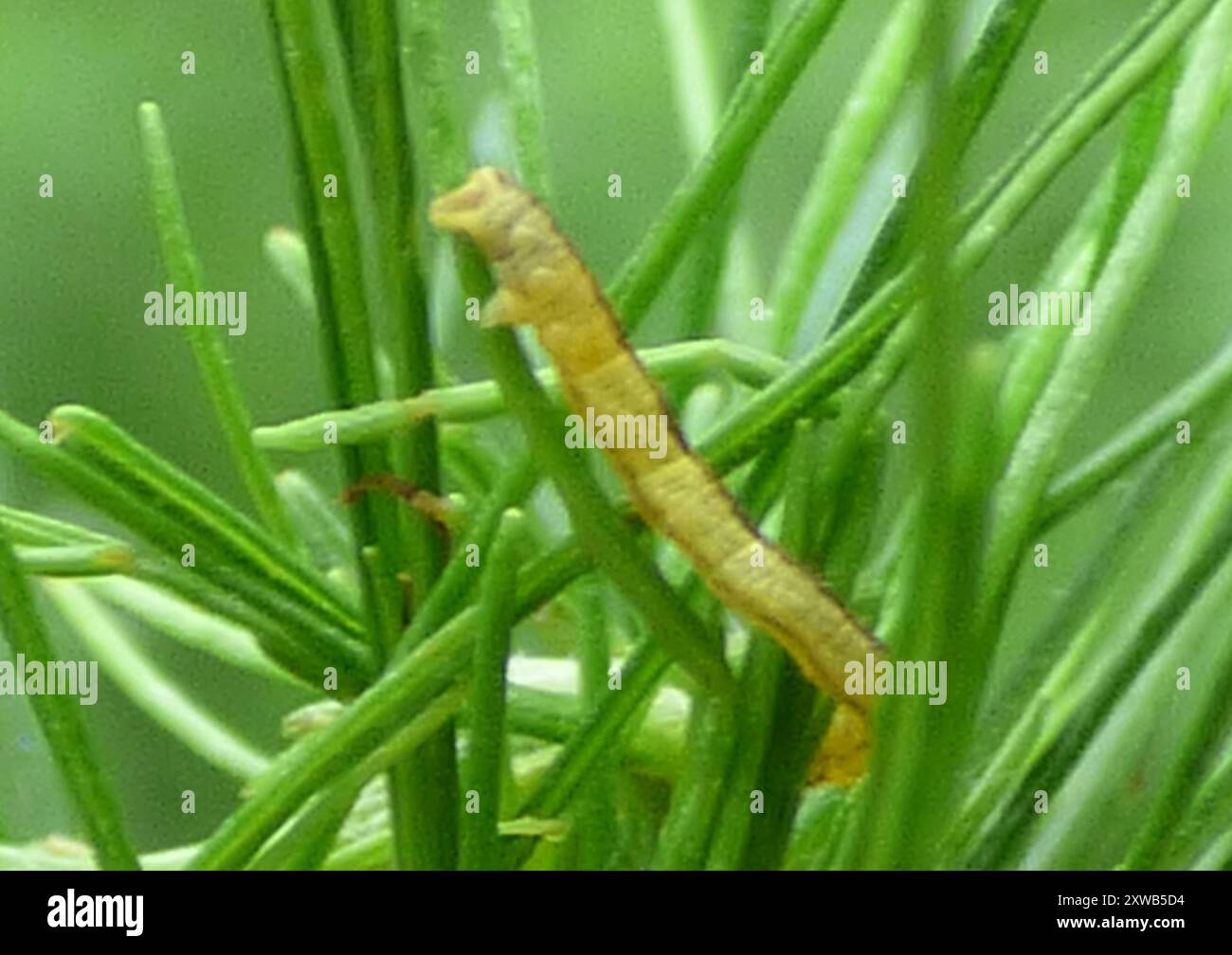 Geometer Moths (Geometridae) Insecta Stock Photo - Alamy