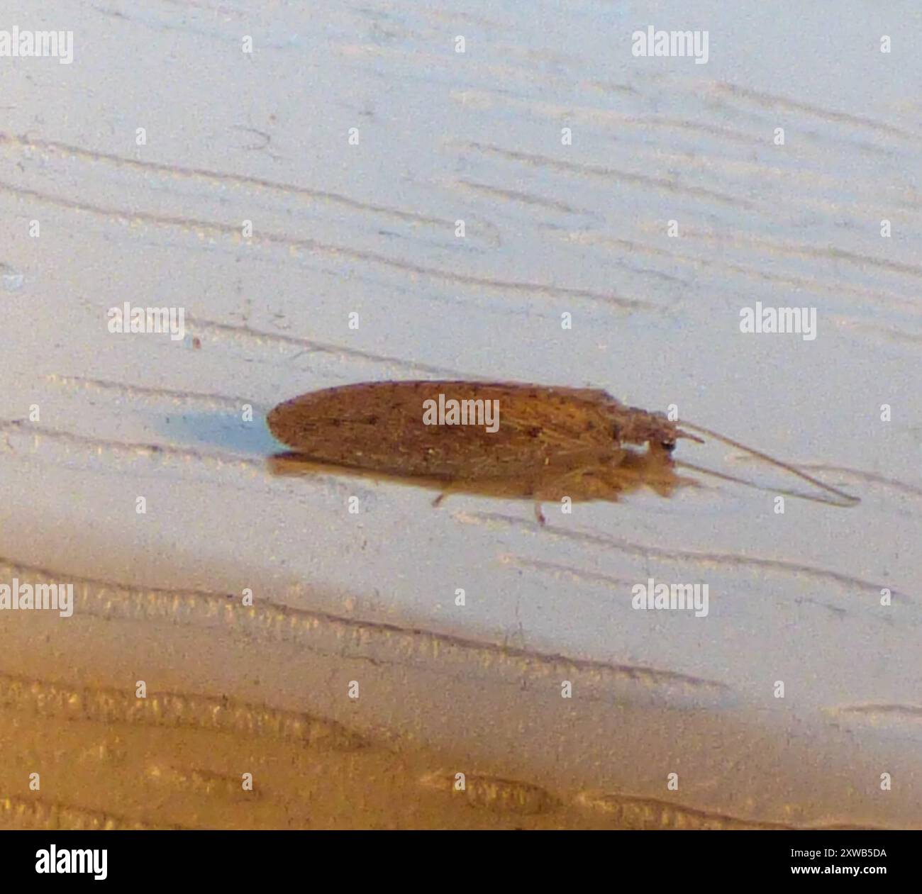 Antique Brown Lacewing (Micromus subanticus) Insecta Stock Photo - Alamy