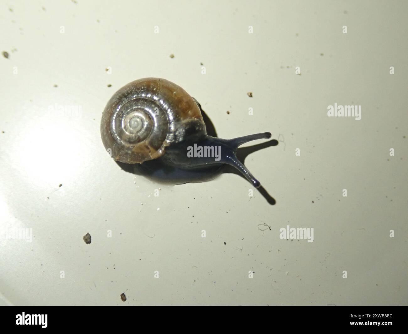 Typical Glass Snails (Oxychilus) Mollusca Stock Photo - Alamy