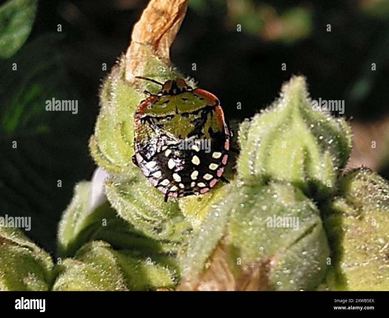 Southern Green Stink Bug (Nezara viridula) Insecta Stock Photo - Alamy