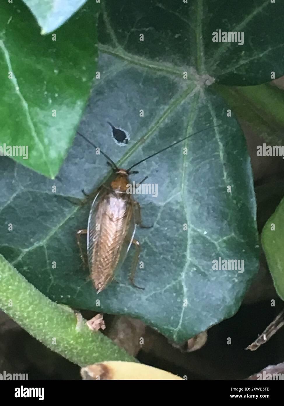 Amber Wood Cockroach (Ectobius vittiventris) Insecta Stock Photo - Alamy