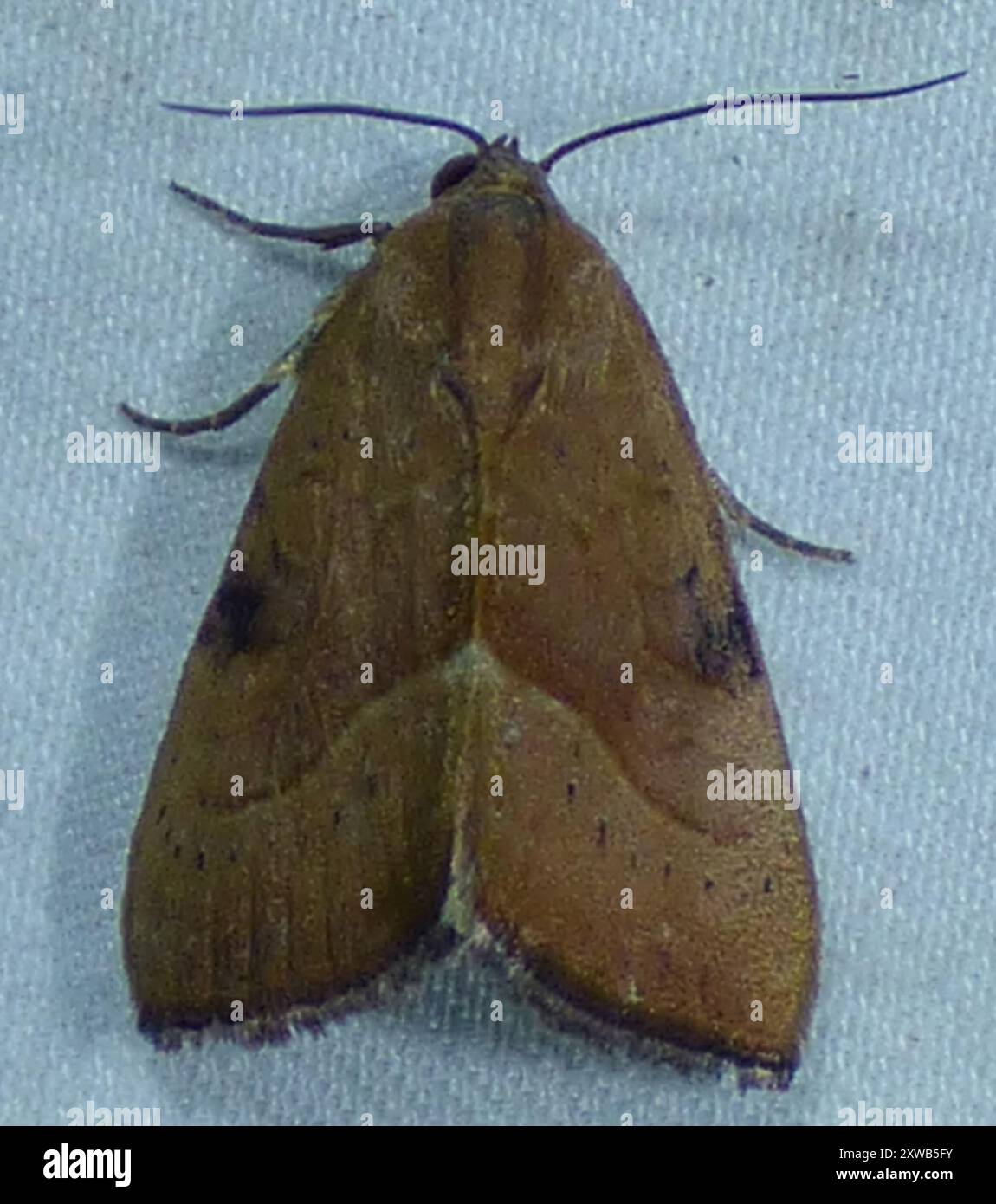 Wedgling Moth (Galgula partita) Insecta Stock Photo - Alamy