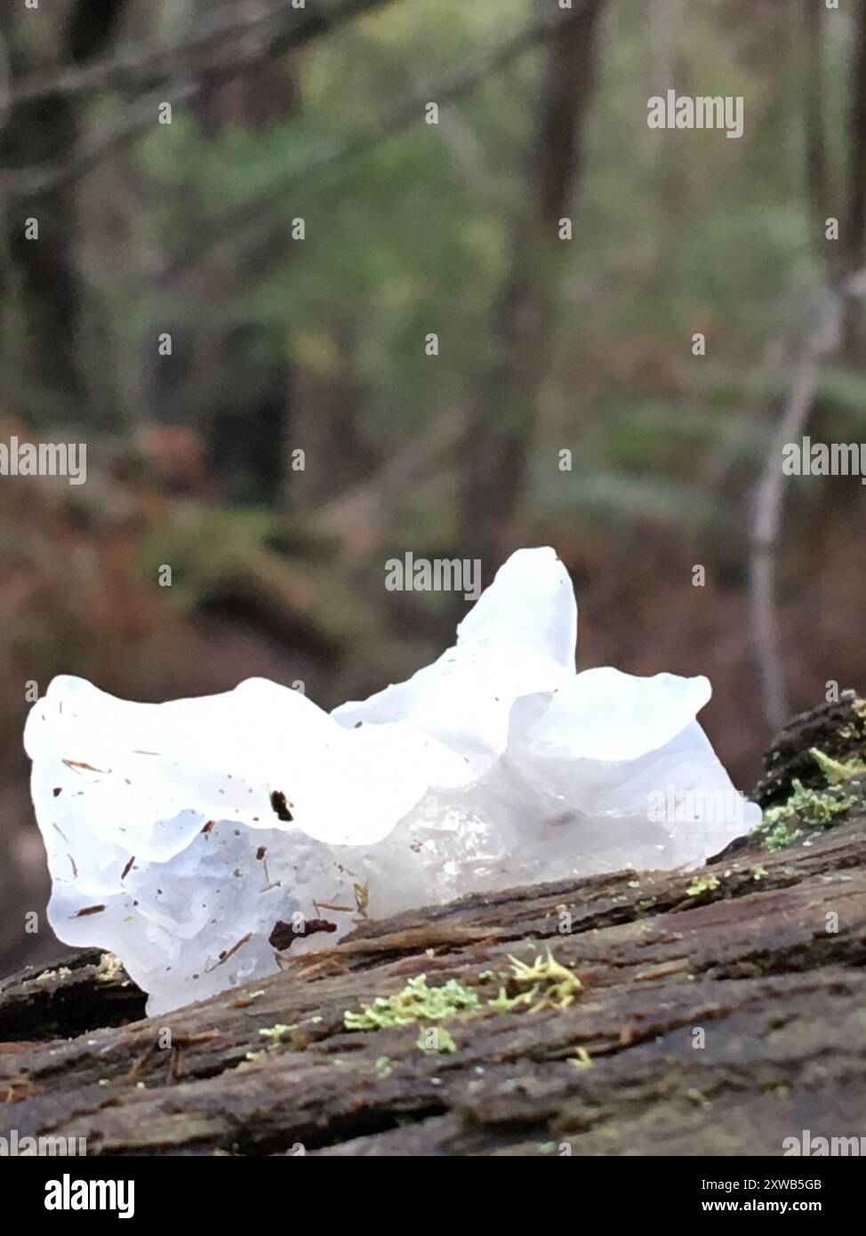 snow fungus (Tremella fuciformis) Fungi Stock Photo - Alamy