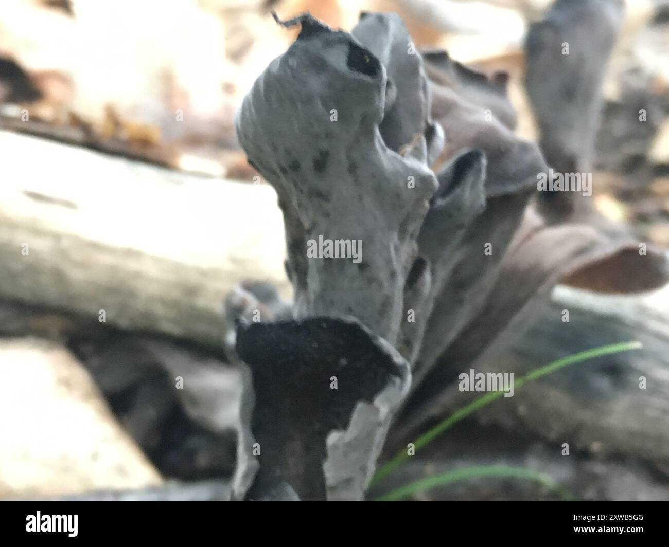 Eastern Black Trumpet (Craterellus fallax) Fungi Stock Photo - Alamy