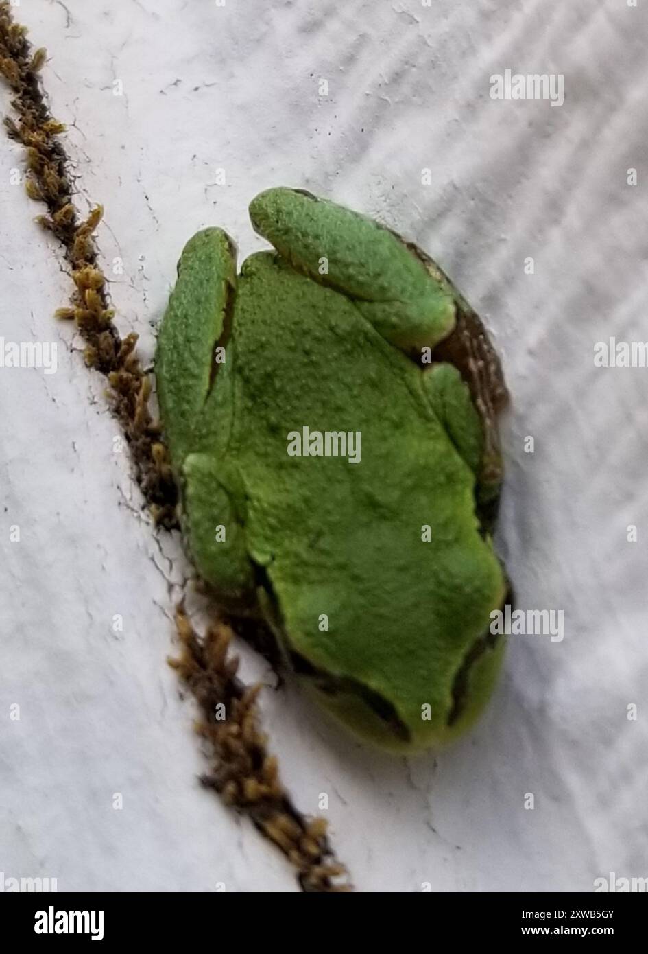 Pacific chorus frog (Pseudacris regilla) Amphibia Stock Photo - Alamy