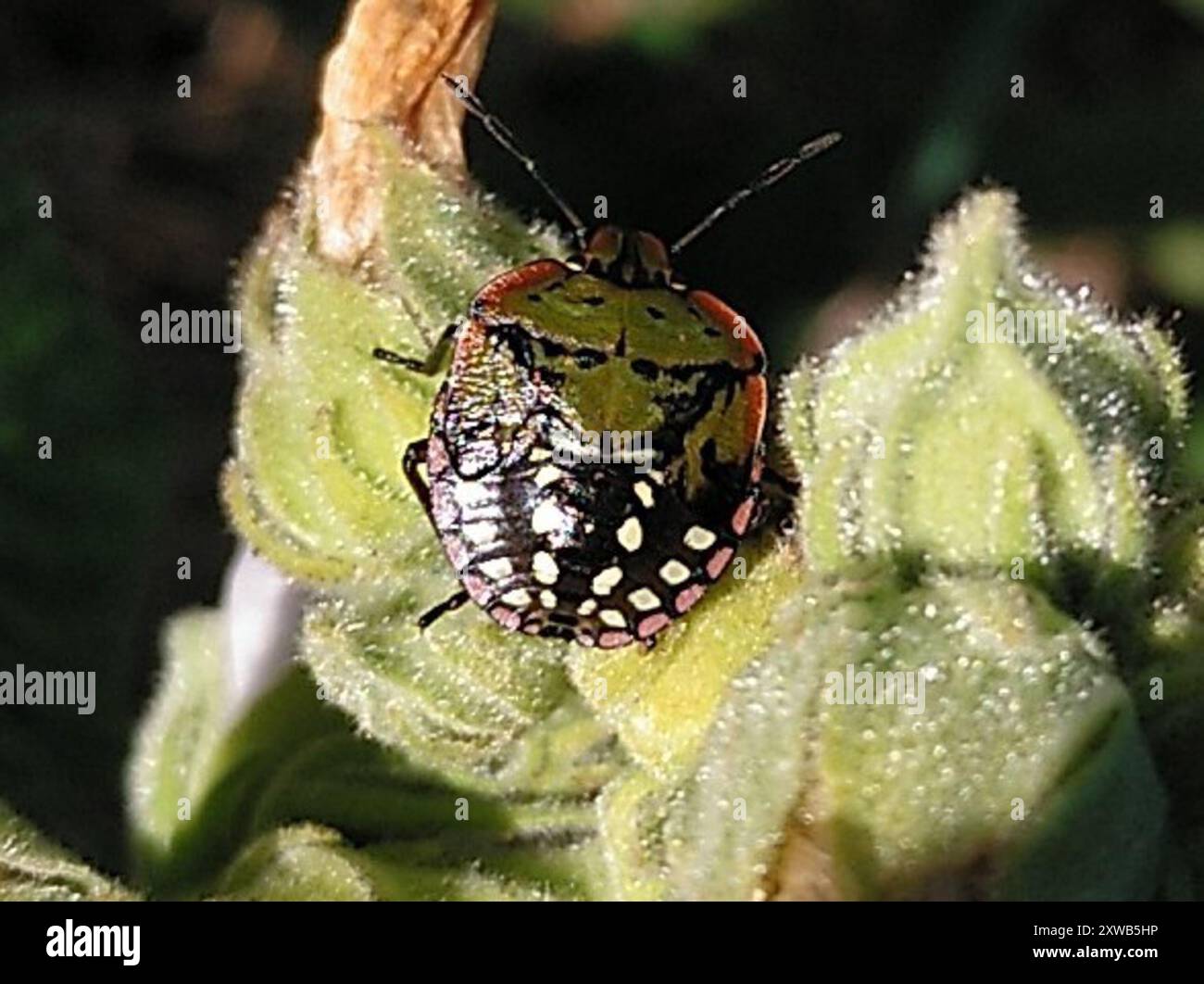 Southern Green Stink Bug (Nezara viridula) Insecta Stock Photo - Alamy