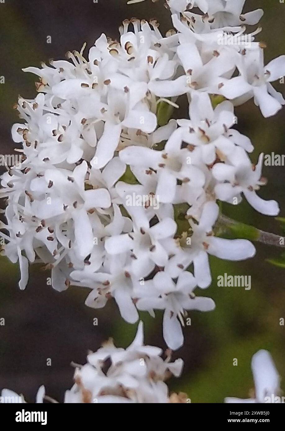 Stiff Bitterbush (Selago corymbosa) Plantae Stock Photo - Alamy