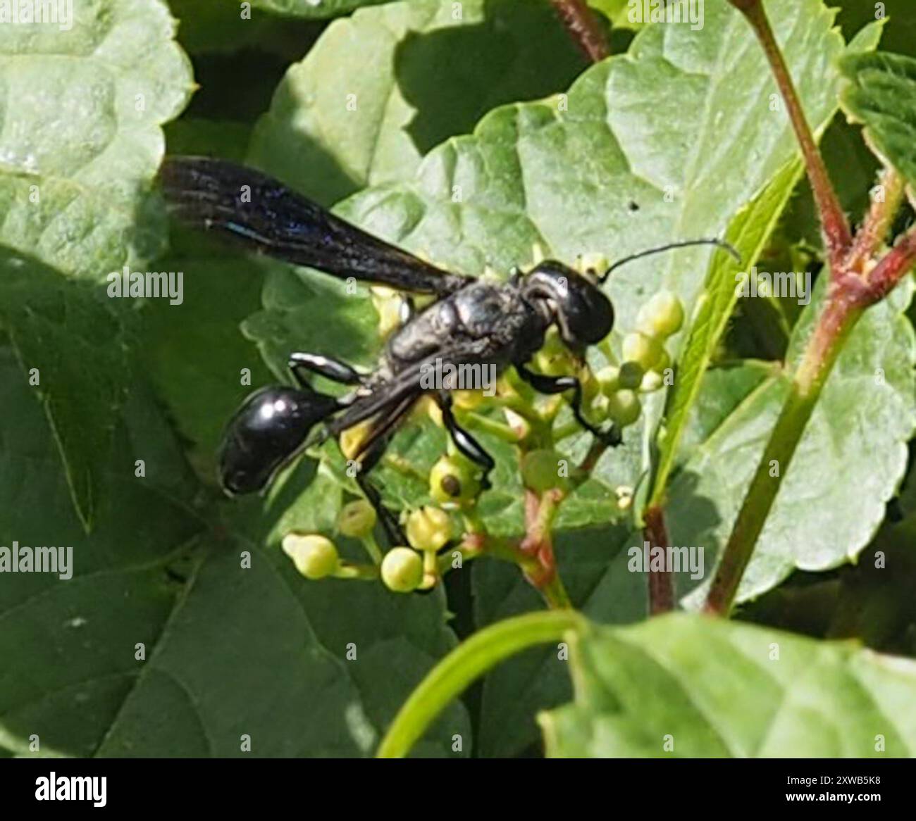 Grass-carrying Wasps (Isodontia) Insecta Stock Photo - Alamy
