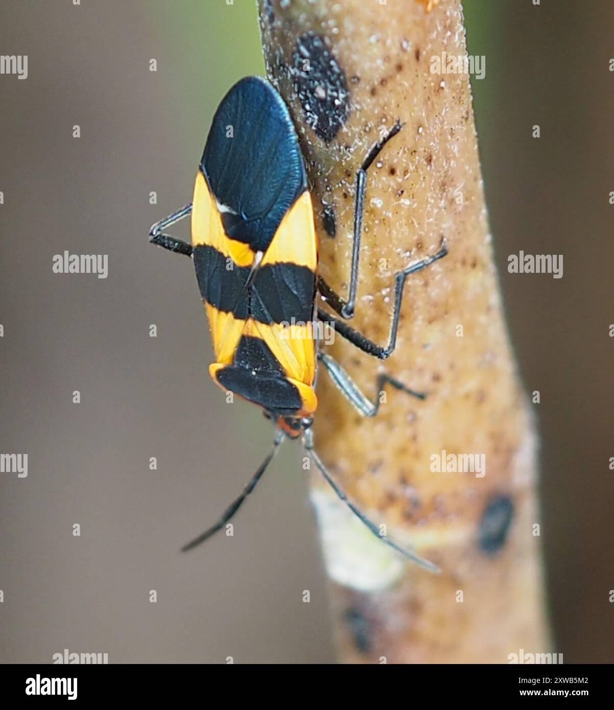 Large Milkweed Bug (Oncopeltus fasciatus) Insecta Stock Photo - Alamy