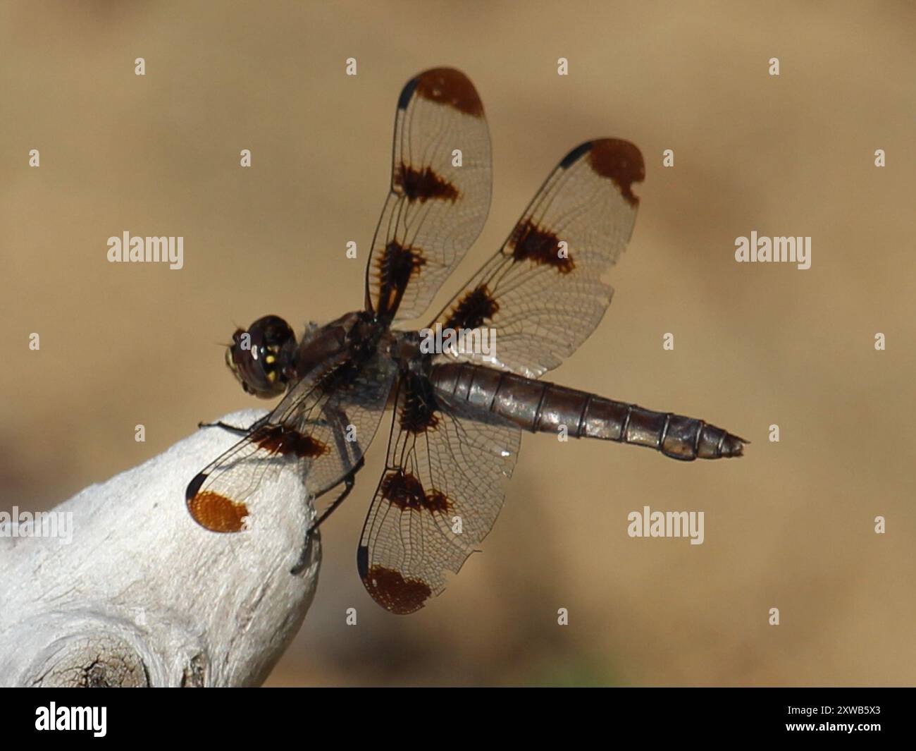 Twelve-spotted Skimmer (Libellula pulchella) Insecta Stock Photo - Alamy