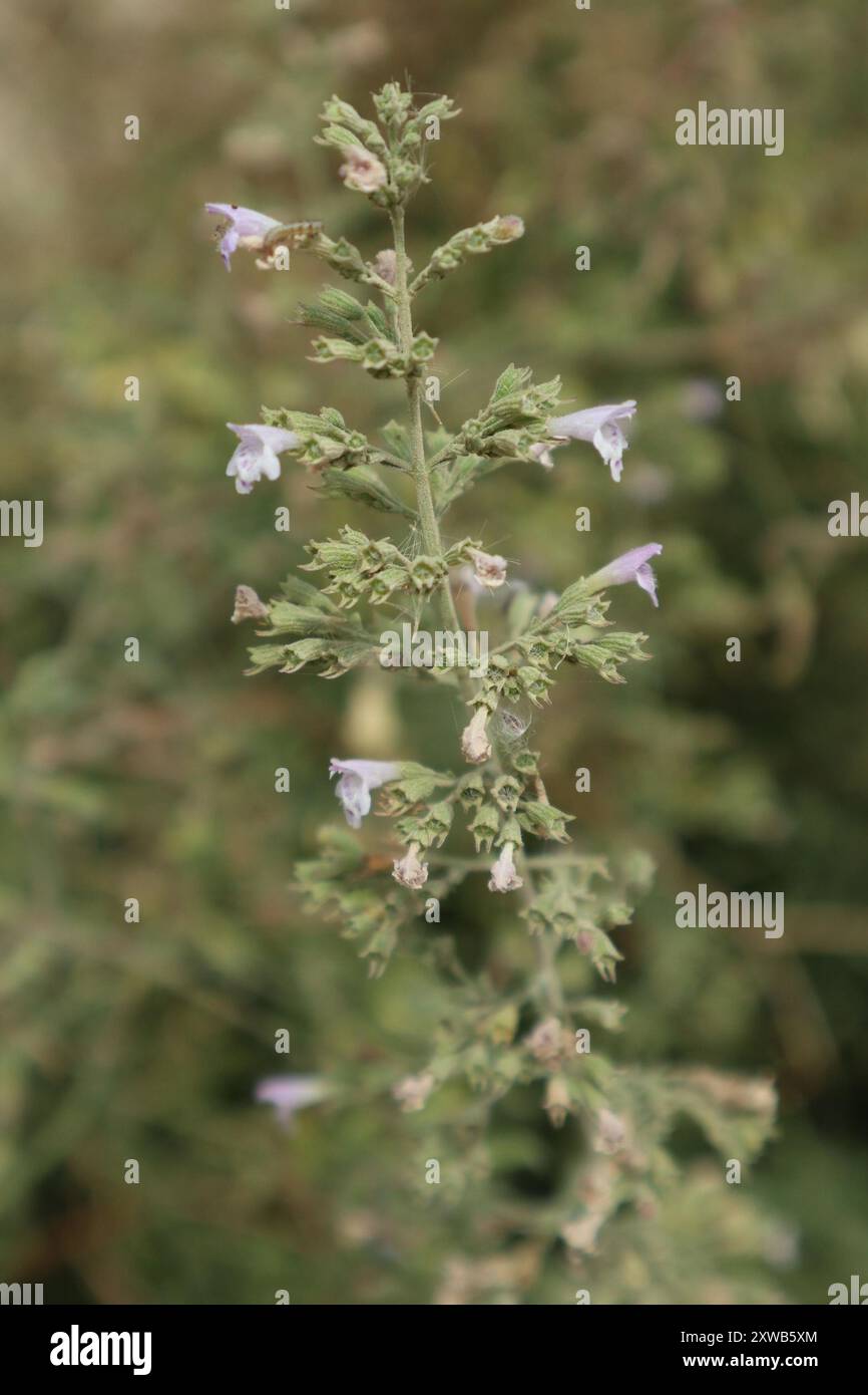 Lesser Calamint (Clinopodium nepeta) Plantae Stock Photo - Alamy