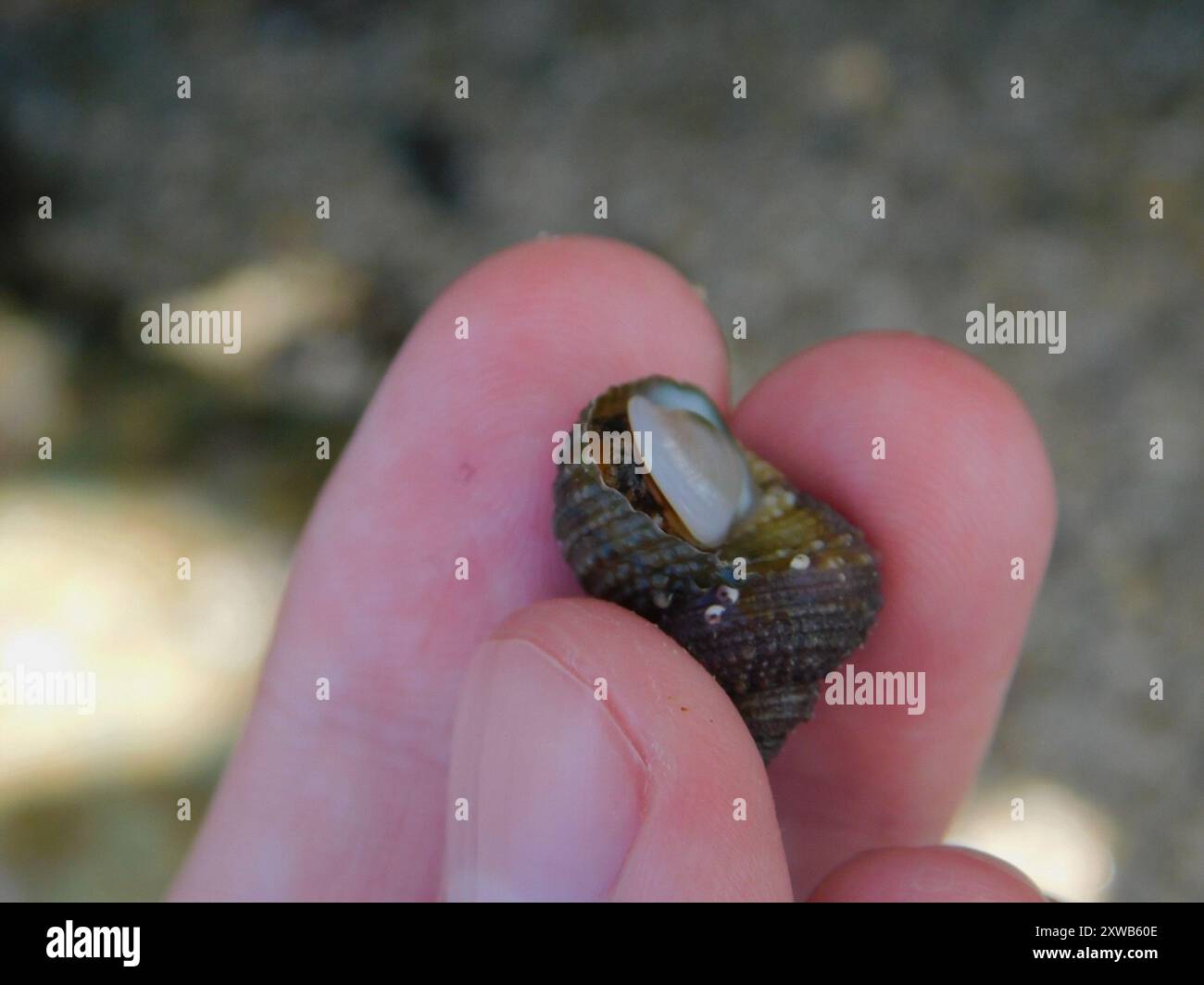 Chestnut Turban (Turbo castanea) Mollusca Stock Photo - Alamy
