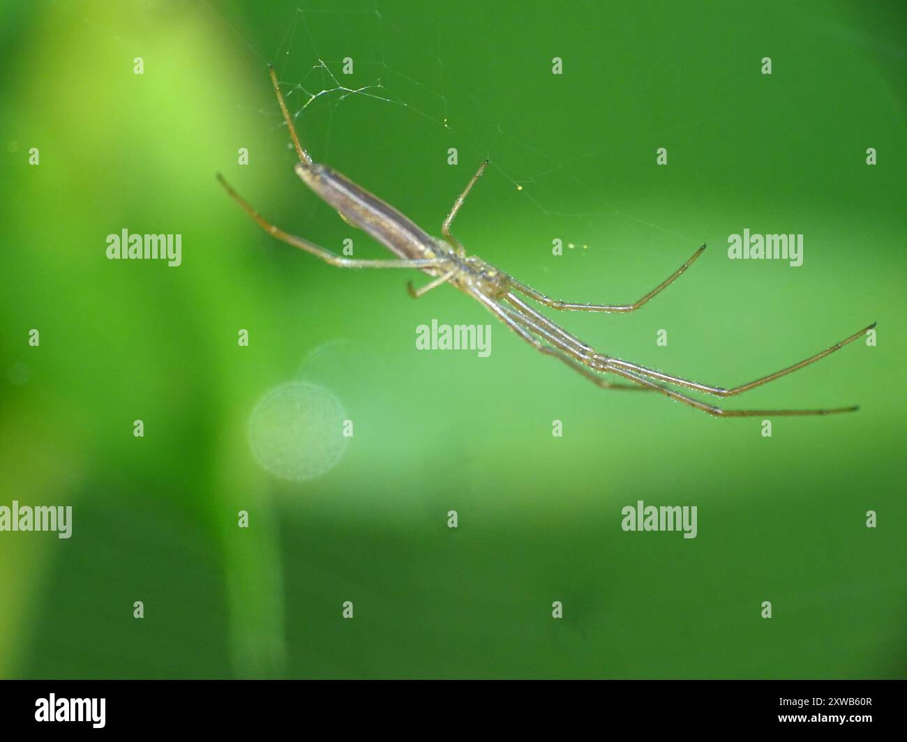 Stretch Spiders (Tetragnatha) Arachnida Stock Photo - Alamy