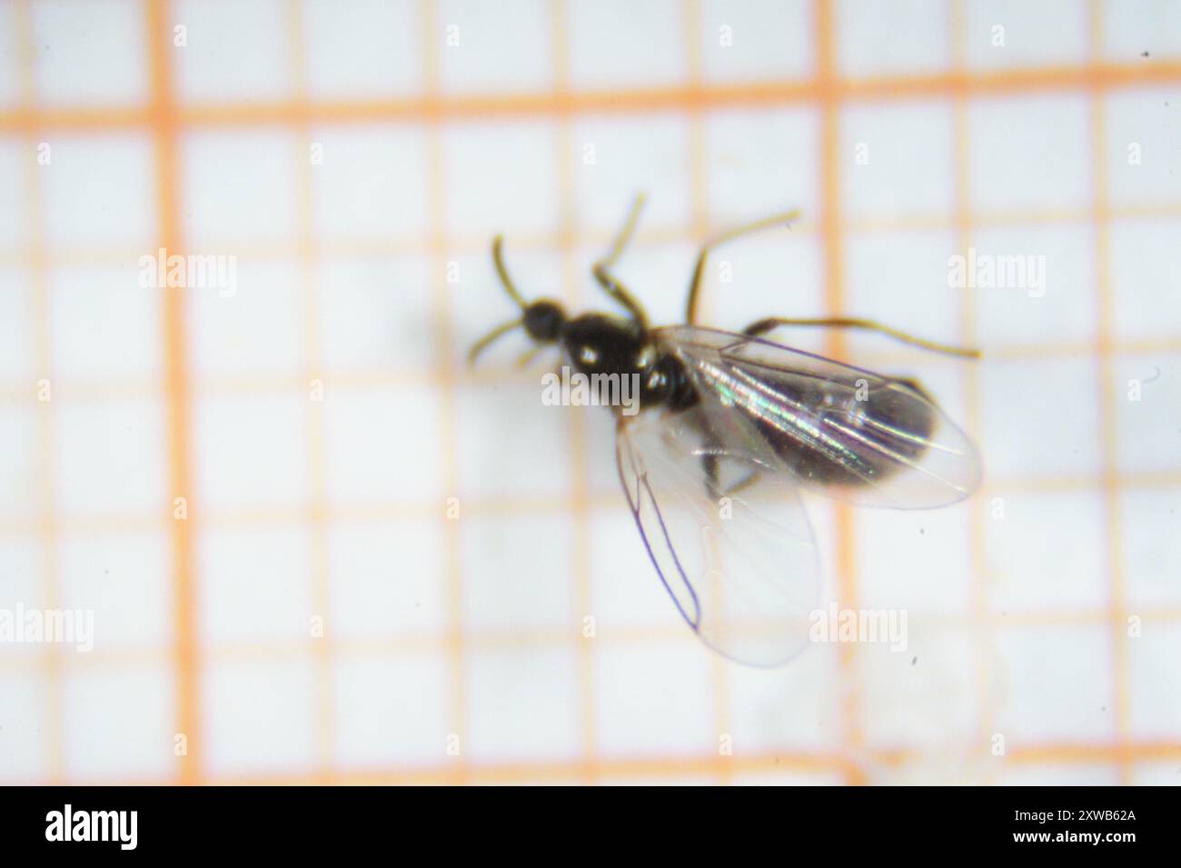 Minute Black Scavenger Flies (Scatopsidae) Insecta Stock Photo - Alamy