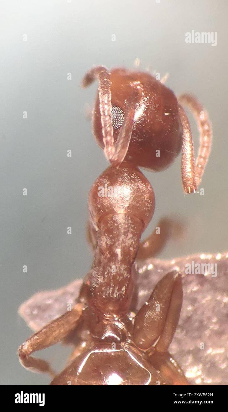 Colobopsis ant hi-res stock photography and images - Alamy