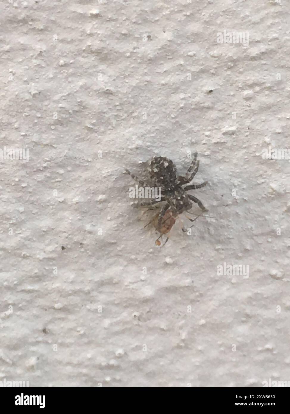 Attulus pubescens hi-res stock photography and images - Alamy