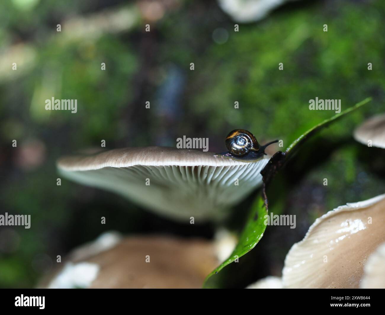 (Pleurotus purpureo-olivaceus) Fungi Stock Photo - Alamy