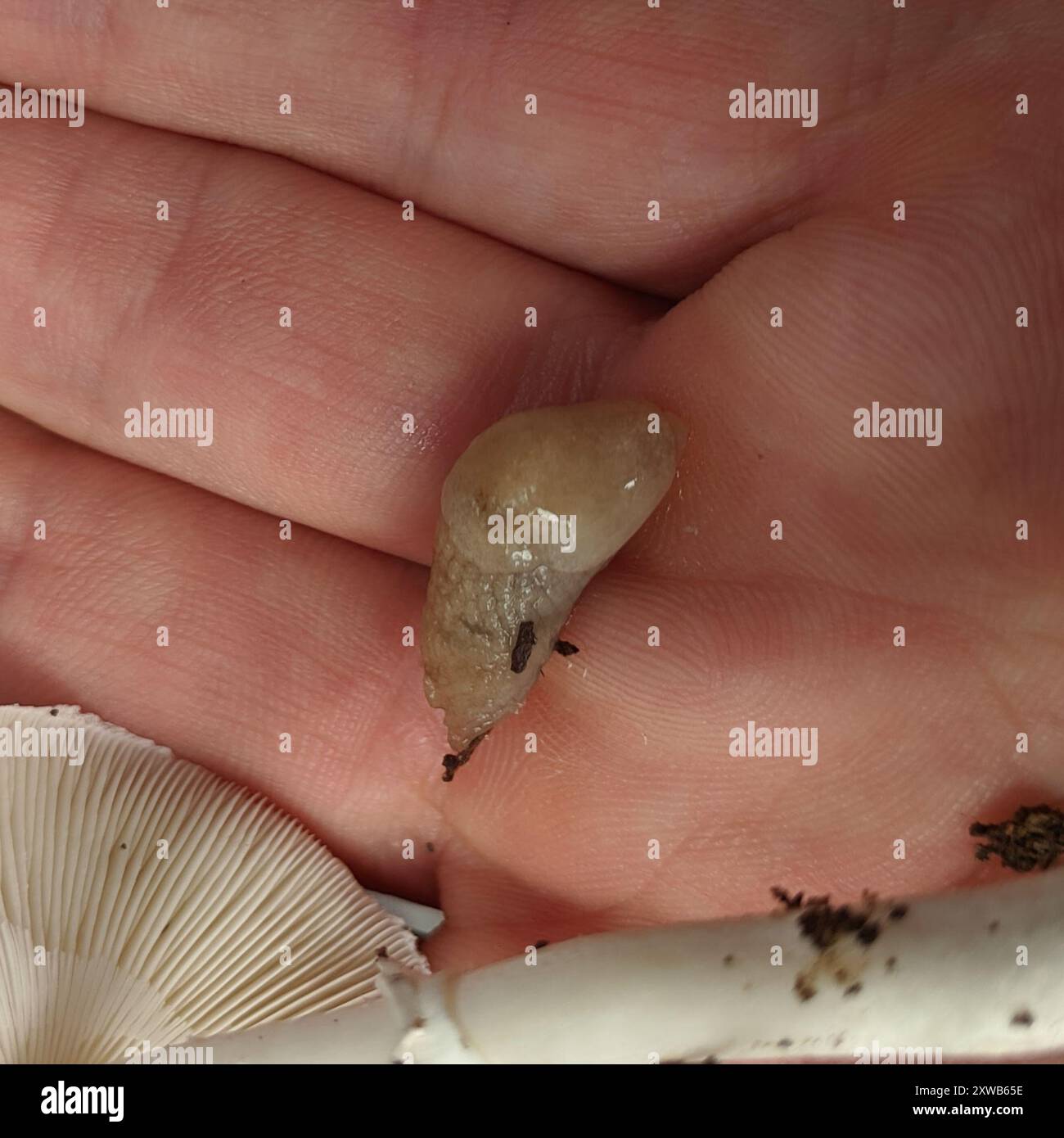 Milky Slug (Deroceras reticulatum) Mollusca Stock Photo - Alamy
