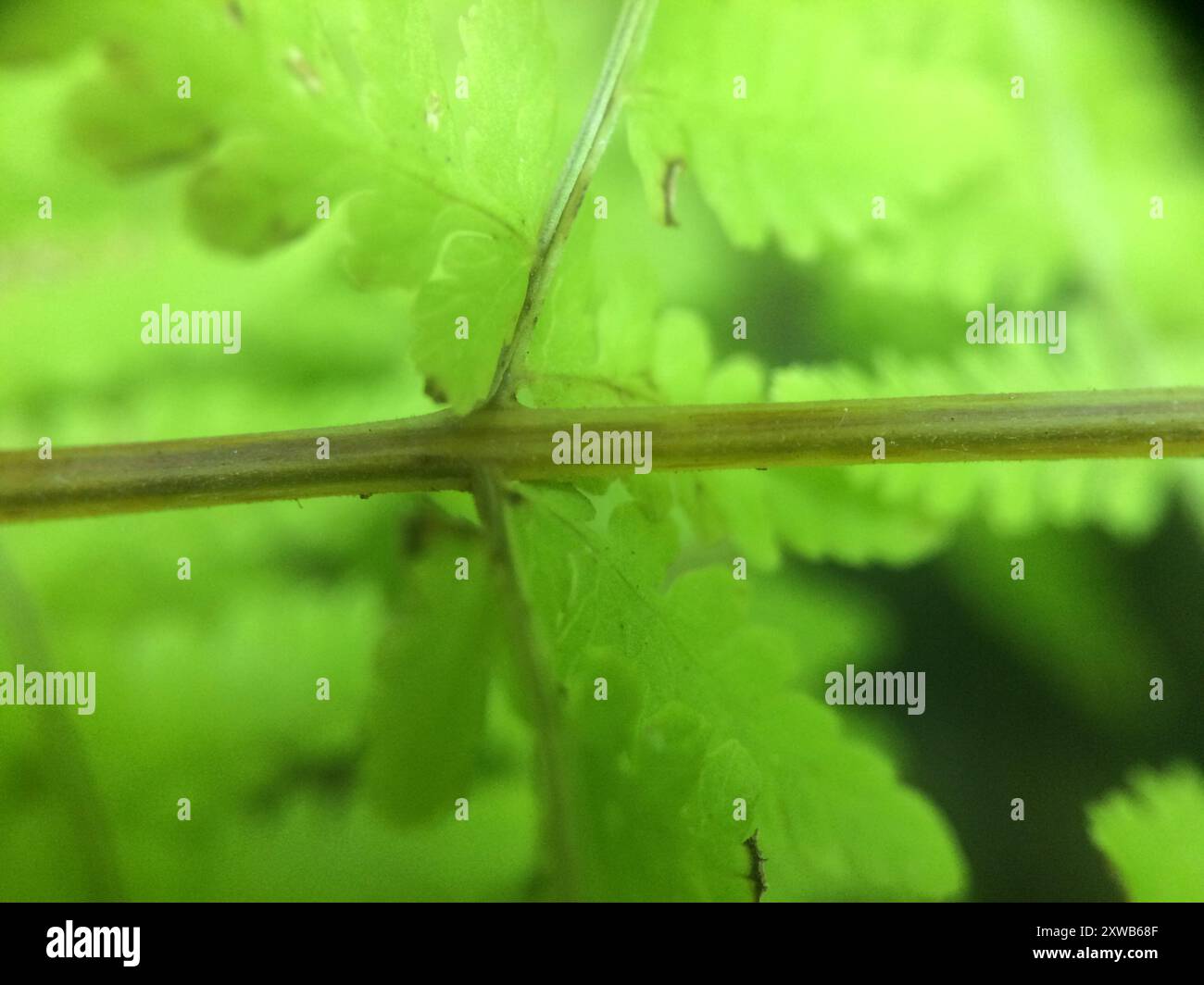 bulblet fern (Cystopteris bulbifera) Plantae Stock Photo - Alamy