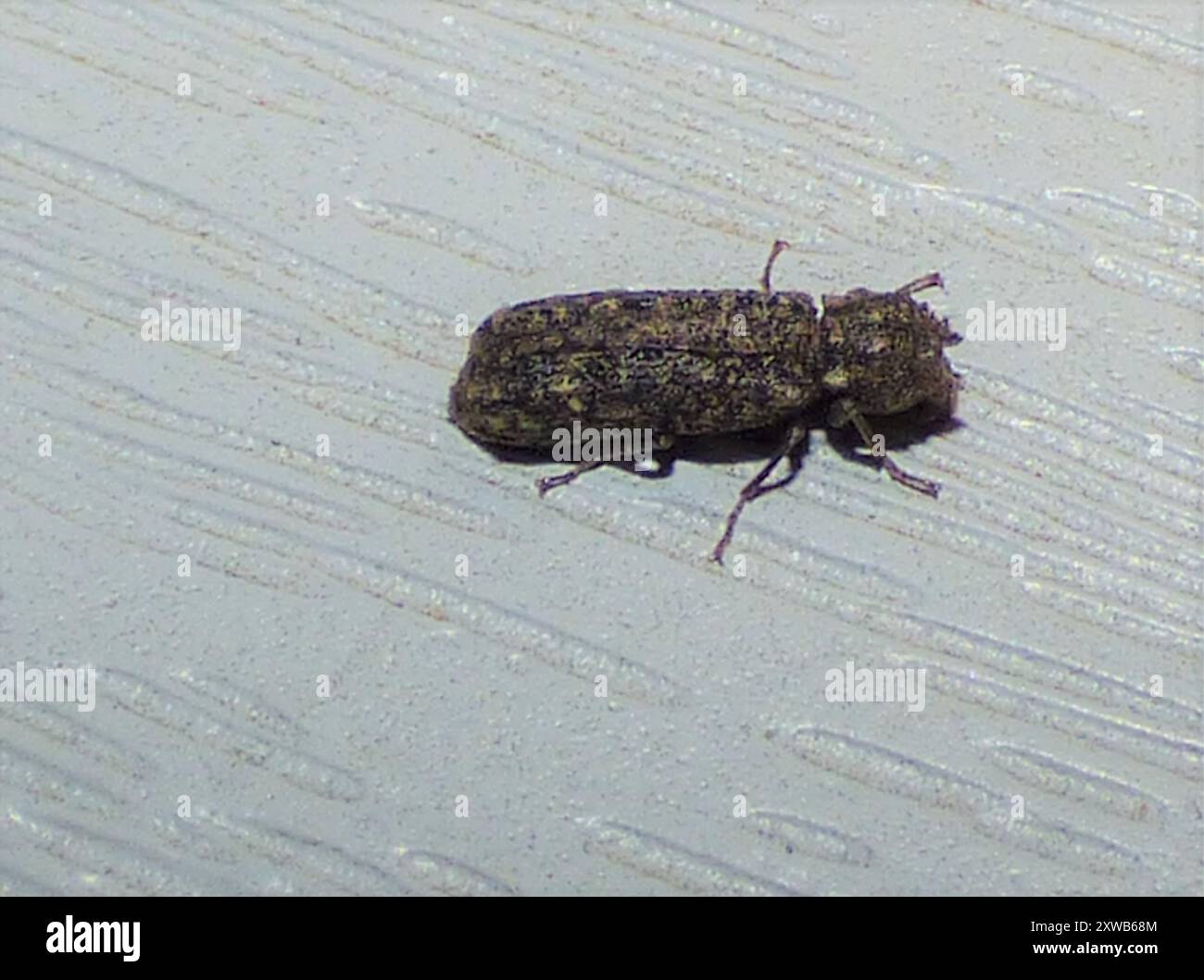 Two-horned Powder-post Beetle (Lichenophanes bicornis) Insecta Stock ...