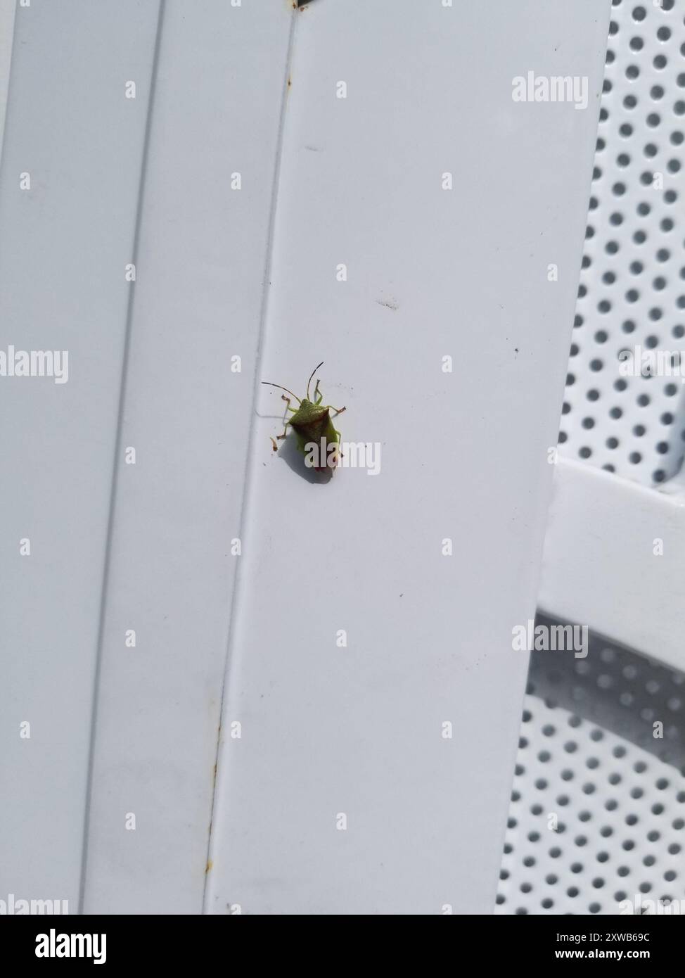 Red cross shield bug hi-res stock photography and images - Alamy