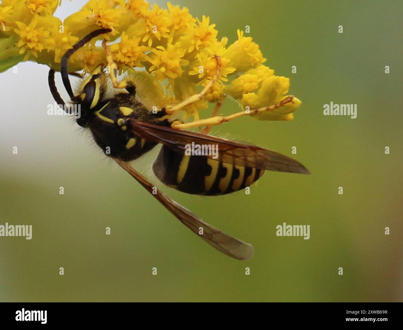 Common Aerial Yellowjacket (Dolichovespula arenaria) Insecta Stock ...