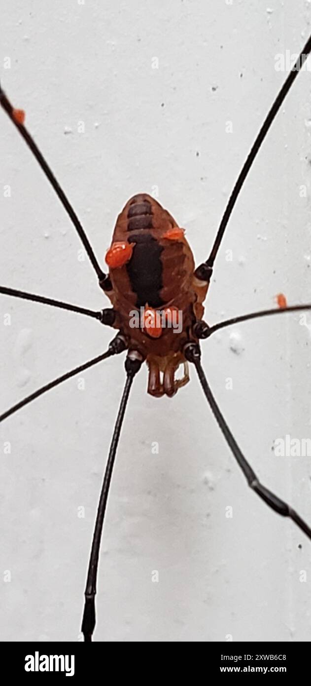 Trombidiform Mites (Trombidiformes) Arachnida Stock Photo - Alamy