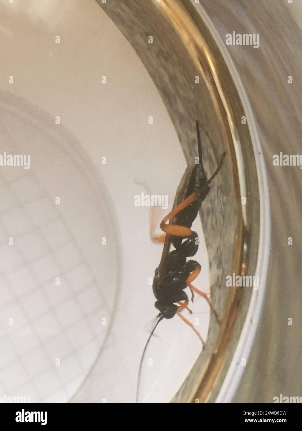 Pimpla rufipes hi-res stock photography and images - Alamy