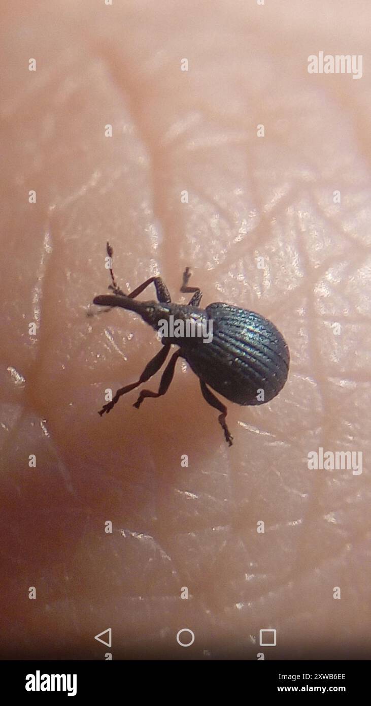 Pear-shaped Weevils (Apioninae) Insecta Stock Photo - Alamy