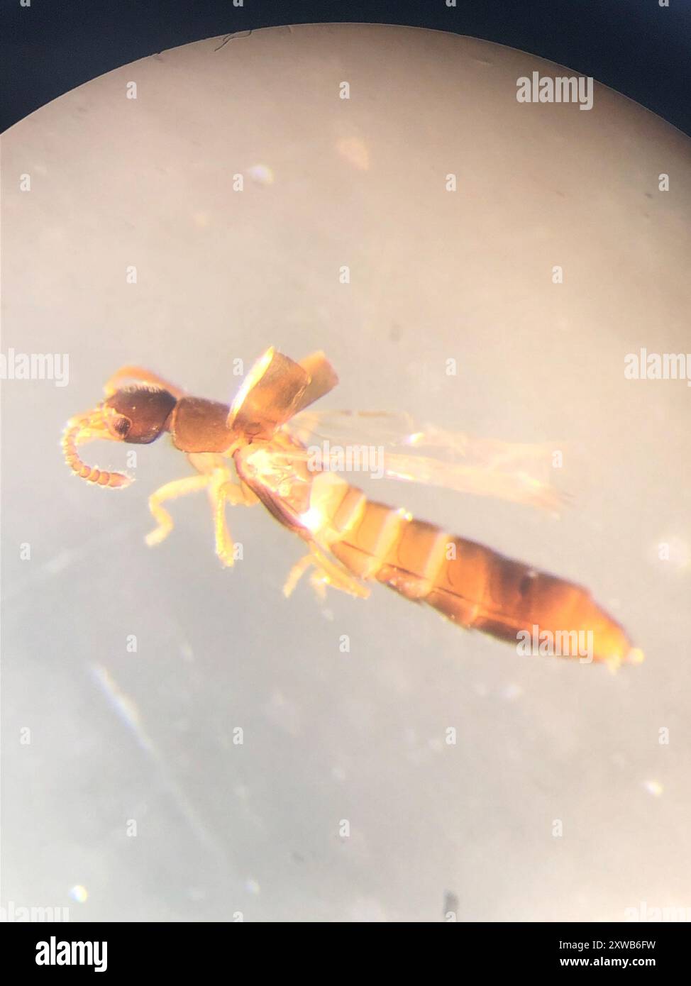 Rove Beetles (Staphylinidae) Insecta Stock Photo - Alamy