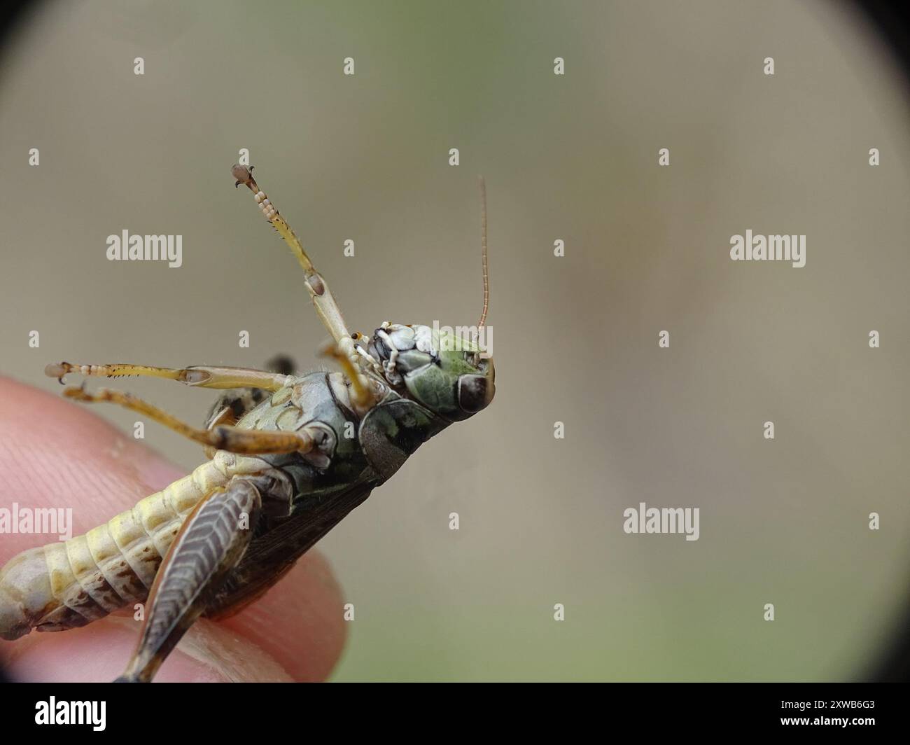 Migratory Grasshopper (Melanoplus sanguinipes) Insecta Stock Photo - Alamy