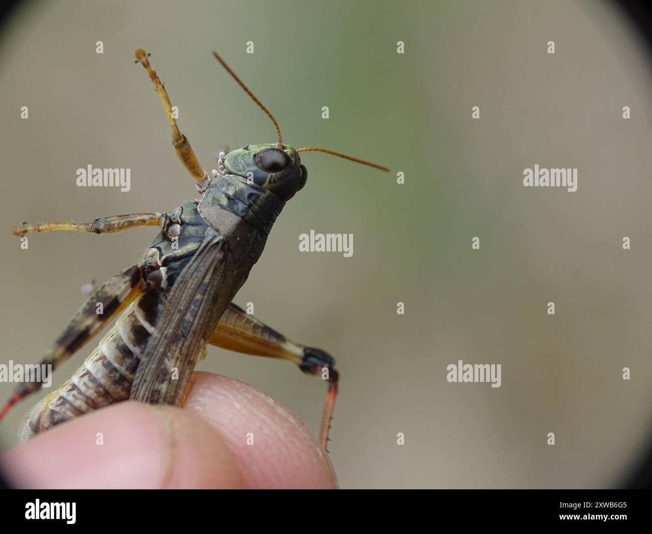 Migratory Grasshopper (Melanoplus sanguinipes) Insecta Stock Photo - Alamy