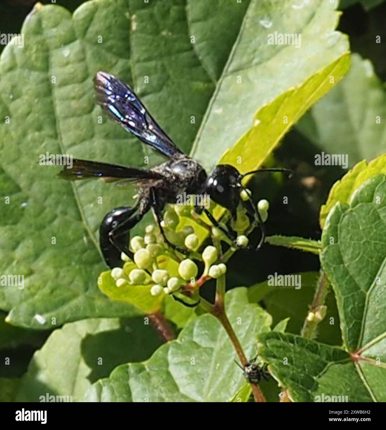Grass-carrying Wasps (Isodontia) Insecta Stock Photo - Alamy