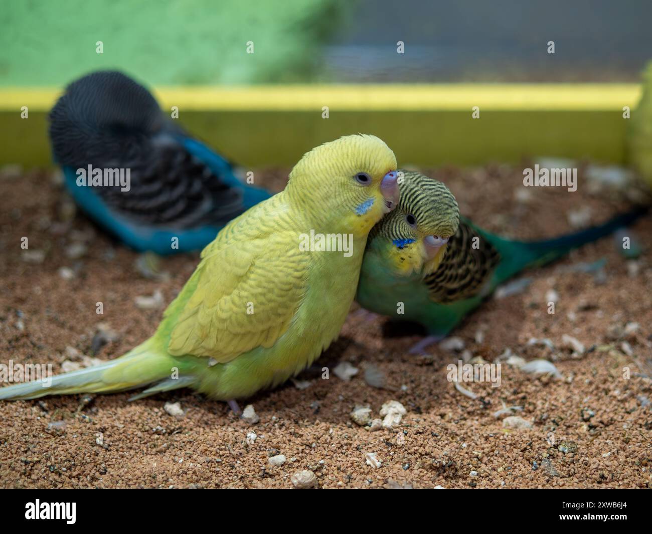 Two Colorful parrots showing affection, bonding with each together ...