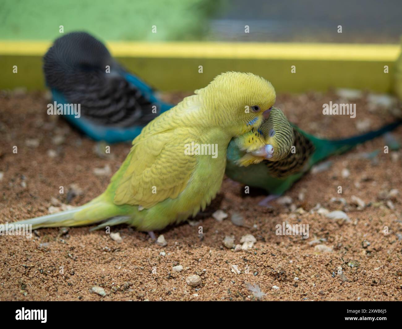 Two Colorful parrots showing affection, bonding with each together ...