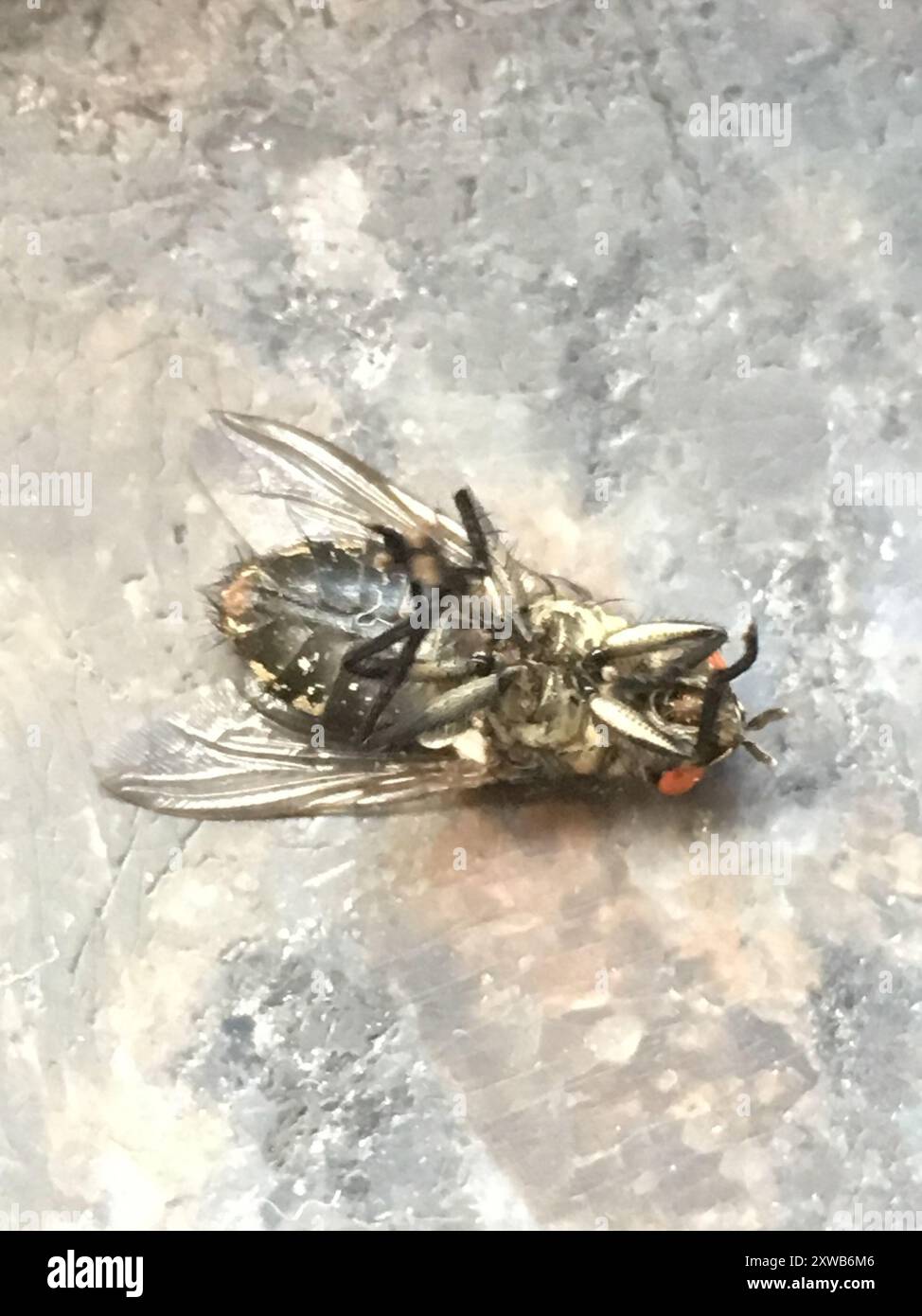 Common Flesh Flies (Sarcophaga) Insecta Stock Photo - Alamy