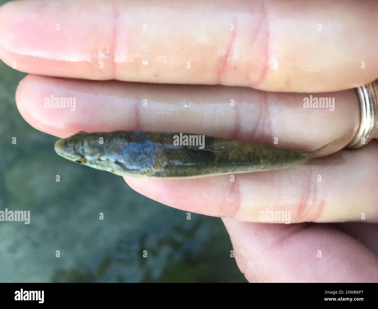 Central Stoneroller (Campostoma anomalum) Actinopterygii Stock Photo ...