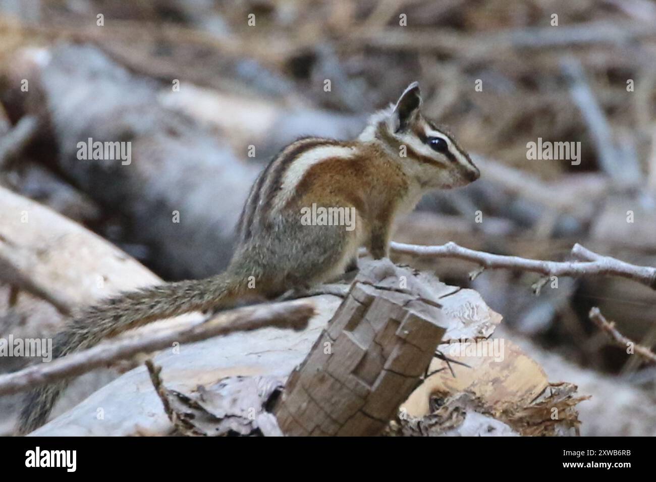 Lodgepole Chipmunk (Neotamias speciosus) Mammalia Stock Photo - Alamy