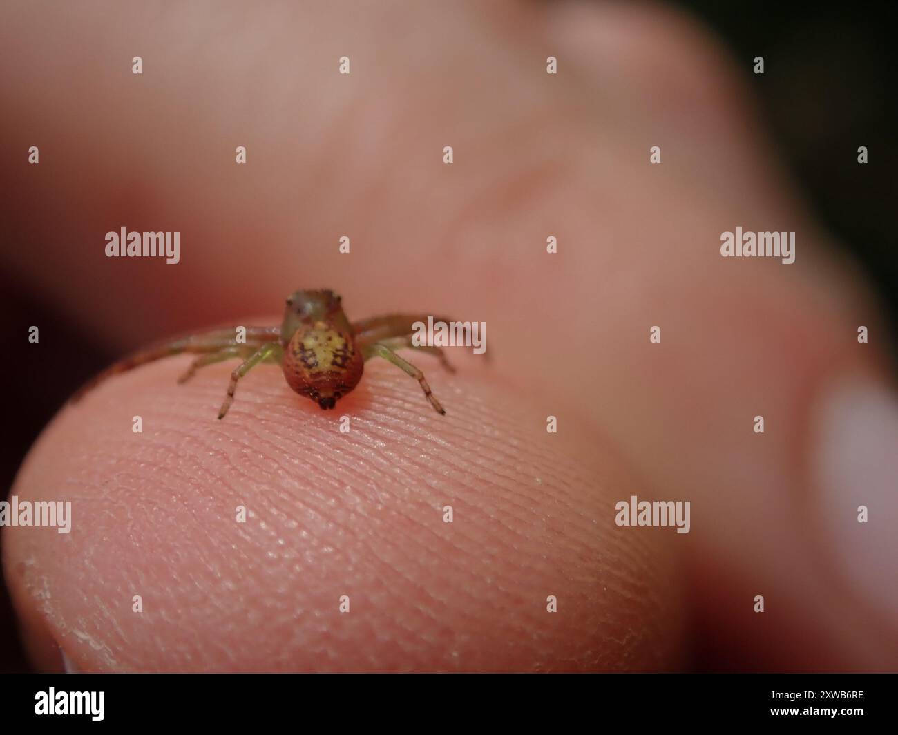 Flower Spiders (Diaea) Arachnida Stock Photo - Alamy