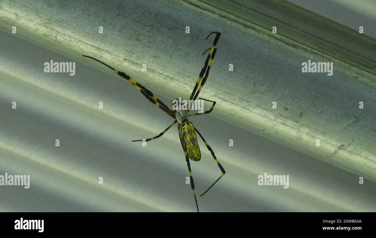 Joro Spider (Trichonephila clavata) Arachnida Stock Photo - Alamy Joro Spider (Trichonephila clavata) Arachnida Stock Photo - Alamy