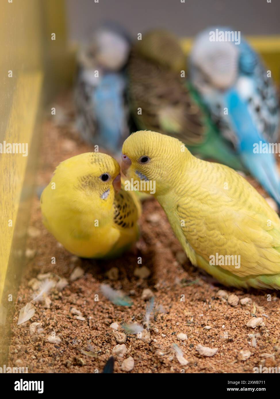 Two Colorful parrots showing affection, bonding with each together ...