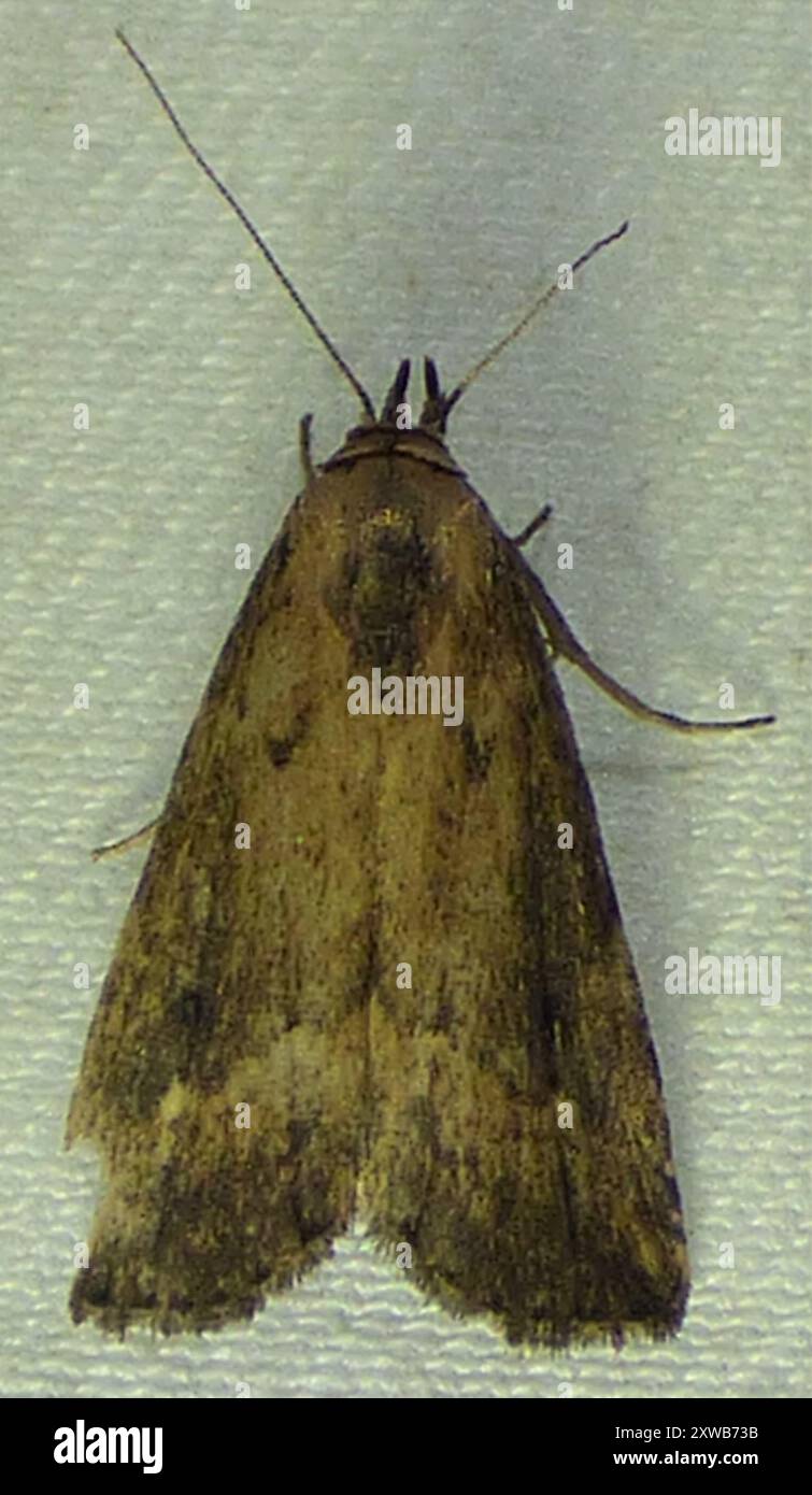 Black-spotted Schrankia (Hypenopsis macula) Insecta Stock Photo - Alamy