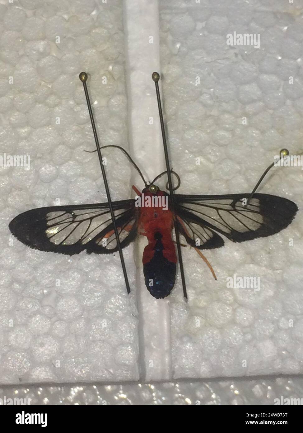 Scarlet-bodied Wasp Moth (Cosmosoma myrodora) Insecta Stock Photo - Alamy
